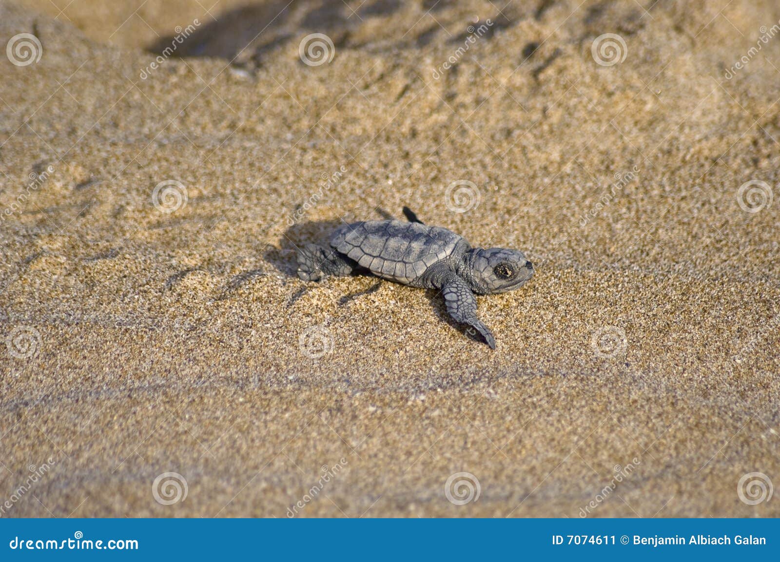 Loggerhead Turtle Baby(Caretta Caretta) Stock Image - Image of sand ...