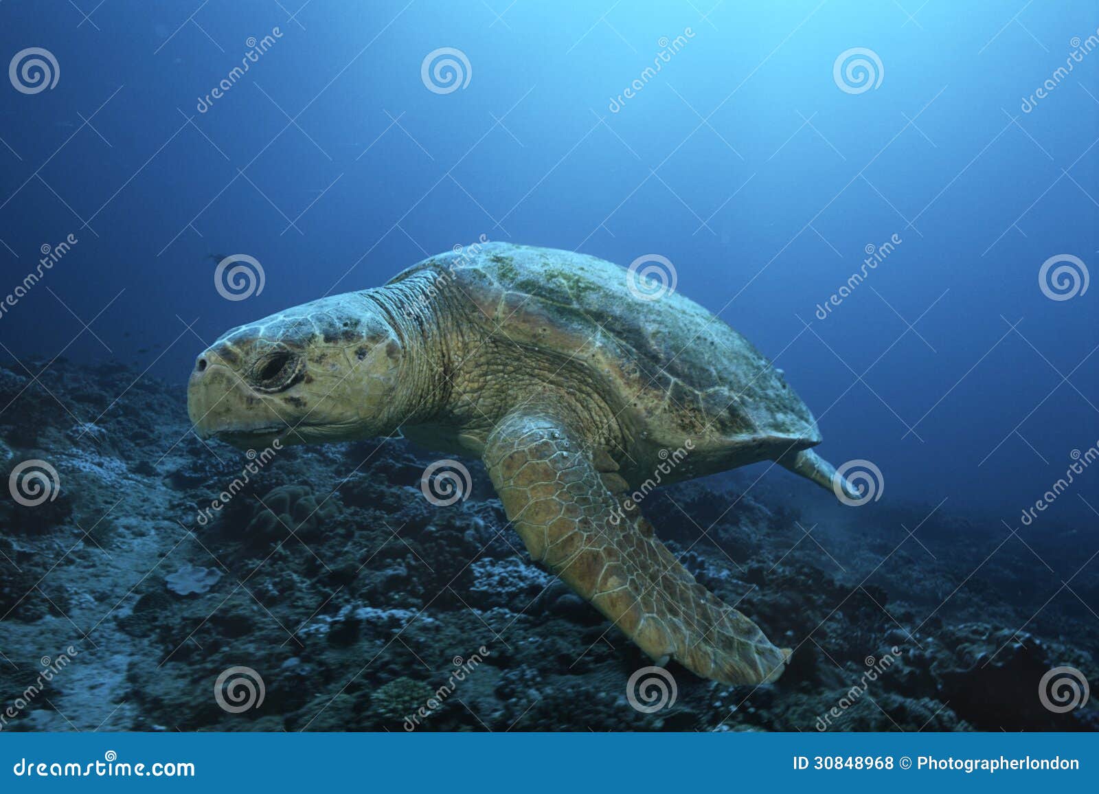 Loggerhead Turtle (caretta Caretta) Drifting Stock Photo - Image of ...
