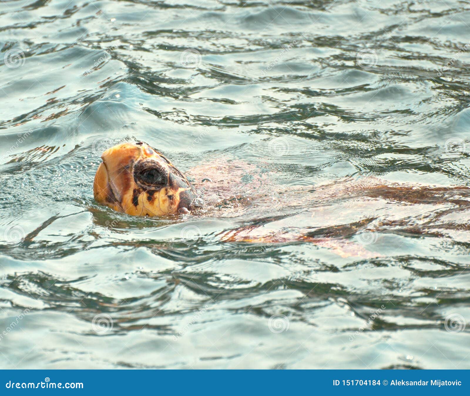 Loggerhead Turtle (caretta Caretta) Swimming. Endangered Species Stock ...