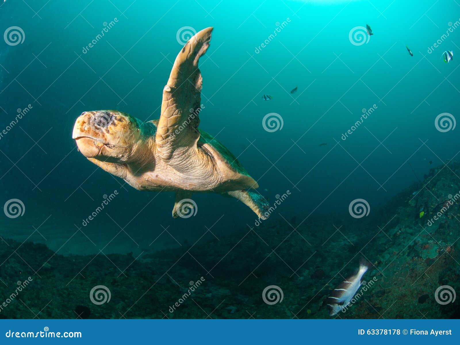 A Loggerhead Turtle in Clear Water Stock Photo - Image of holiday, reef ...