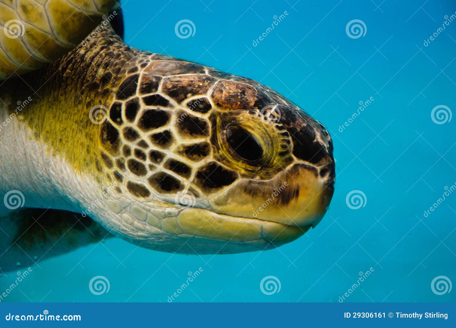 Loggerhead Turtle Closeup stock image. Image of blue - 29306161
