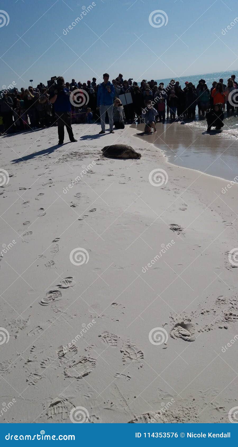 Loggerhead Turtle editorial photo. Image of henderson - 114353576