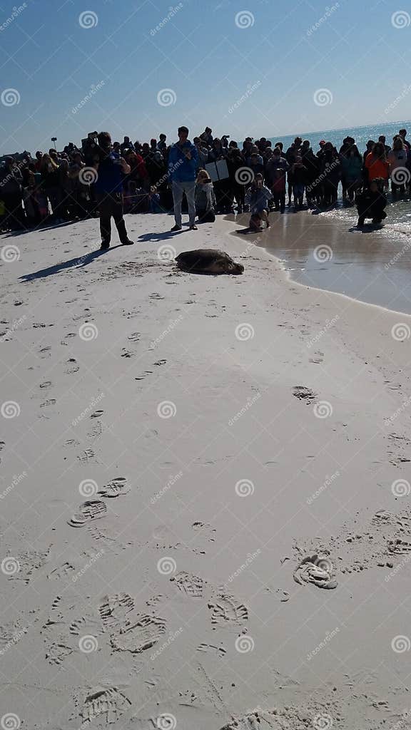 Loggerhead Turtle editorial photo. Image of henderson - 114353576