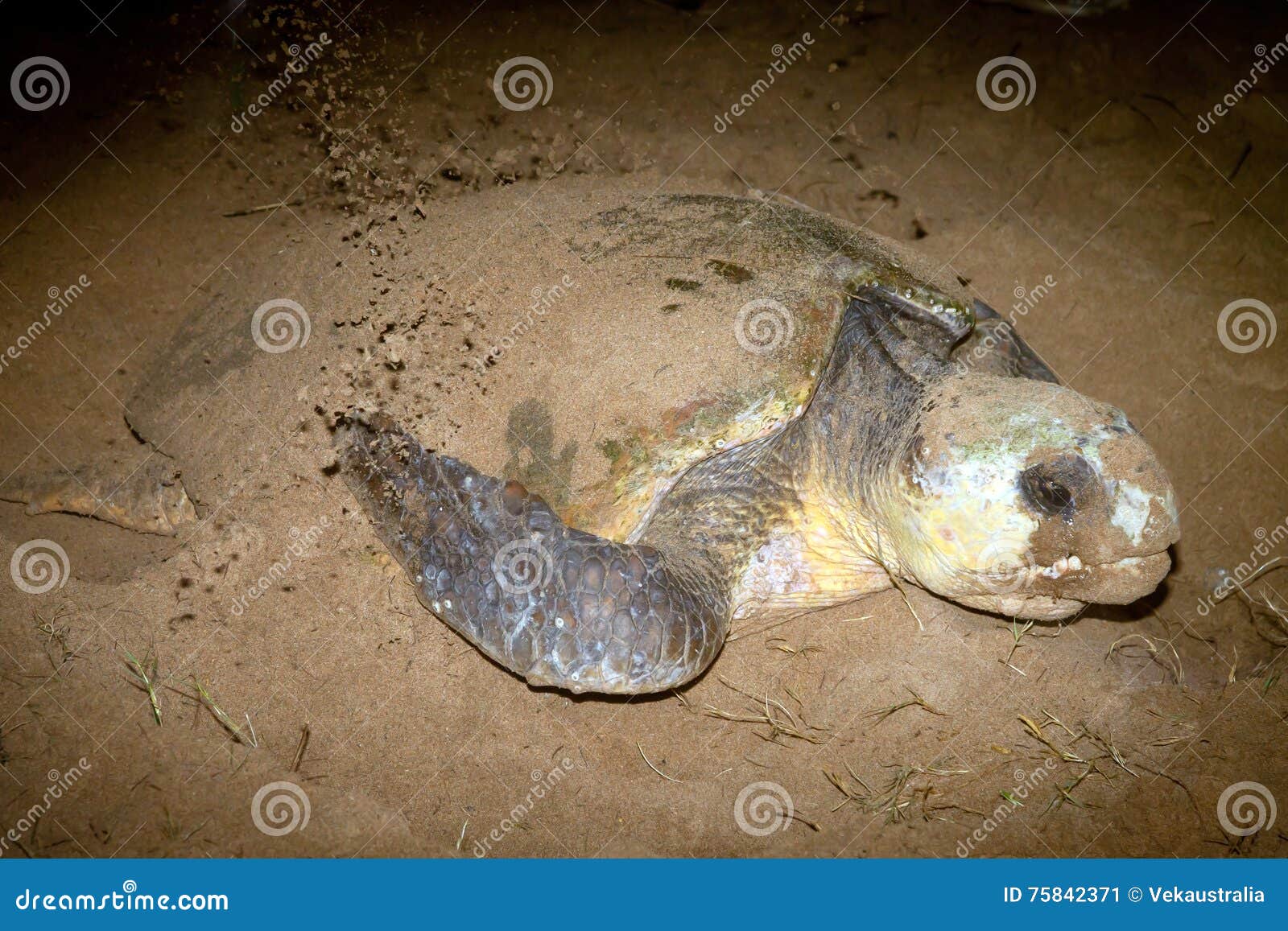 Loggerhead Turtle Nesting on Sand Mon Repos Bundaberg Australia Stock ...