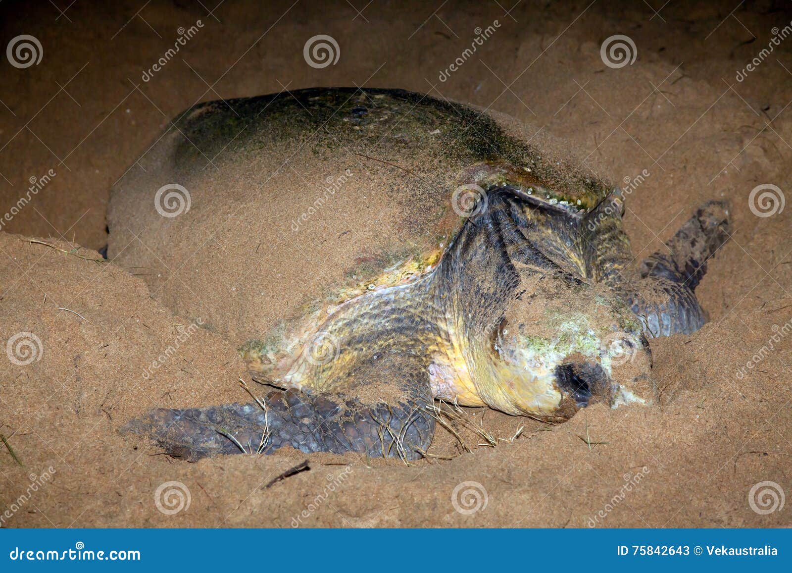 Loggerhead Turtle Nesting on Sand Mon Repos Bundaberg Australia Stock ...
