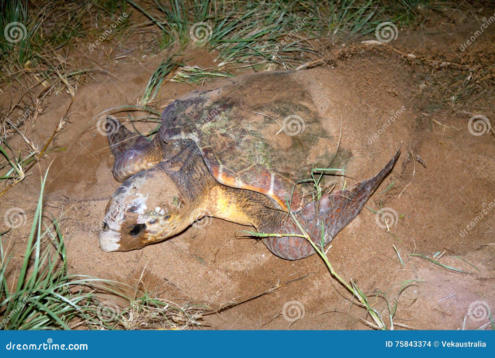 Loggerhead Turtle Nesting on Sand Mon Repos Bundaberg Stock Photo ...