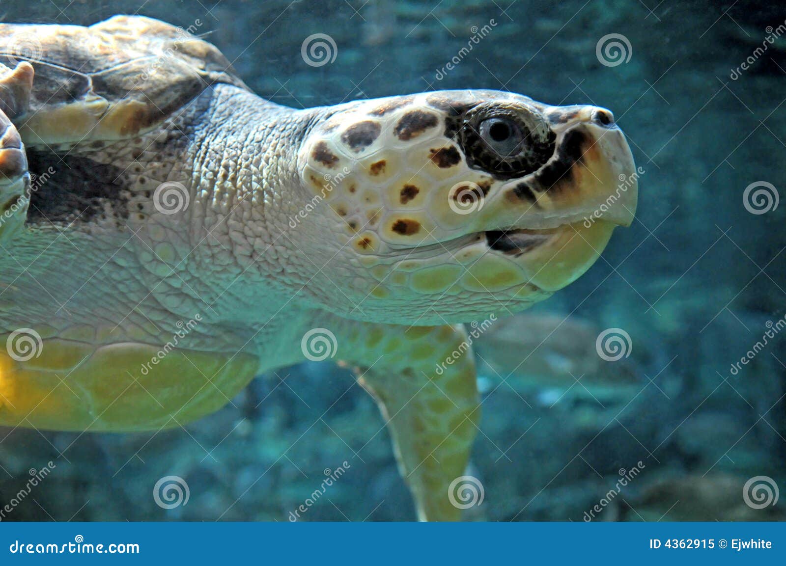 Loggerhead turtle, profile stock image. Image of water - 4362915
