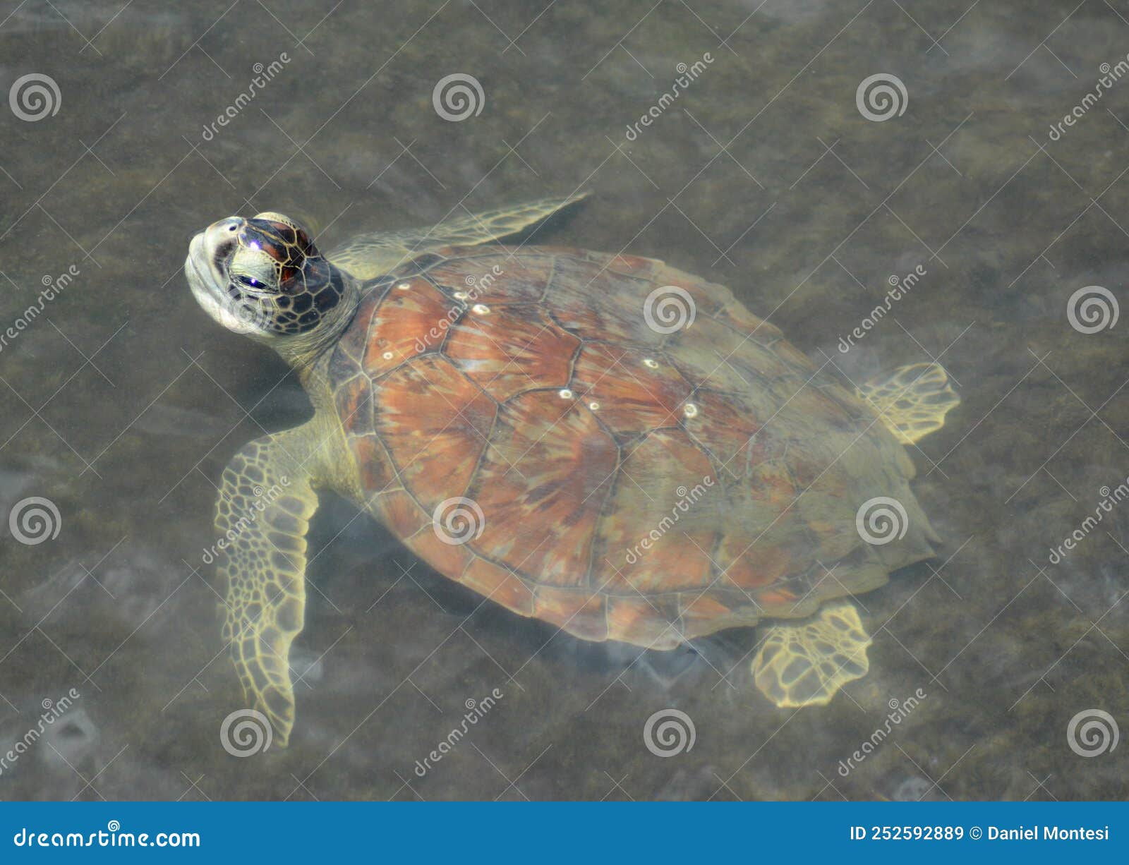 Loggerhead Turtle Profile stock image. Image of florida - 252592889