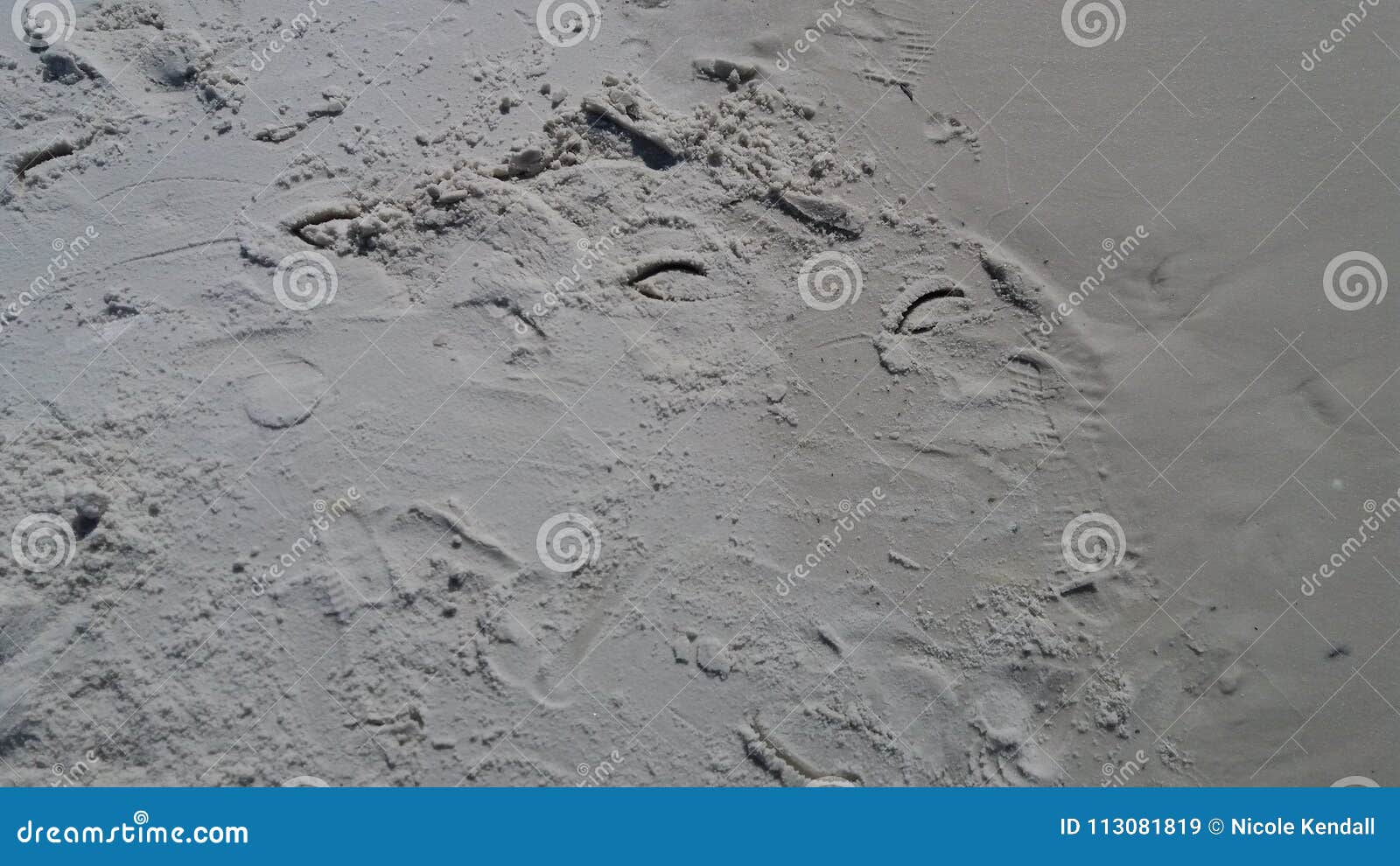 Turtle tracks stock image. Image of state, tracks, park - 113081819