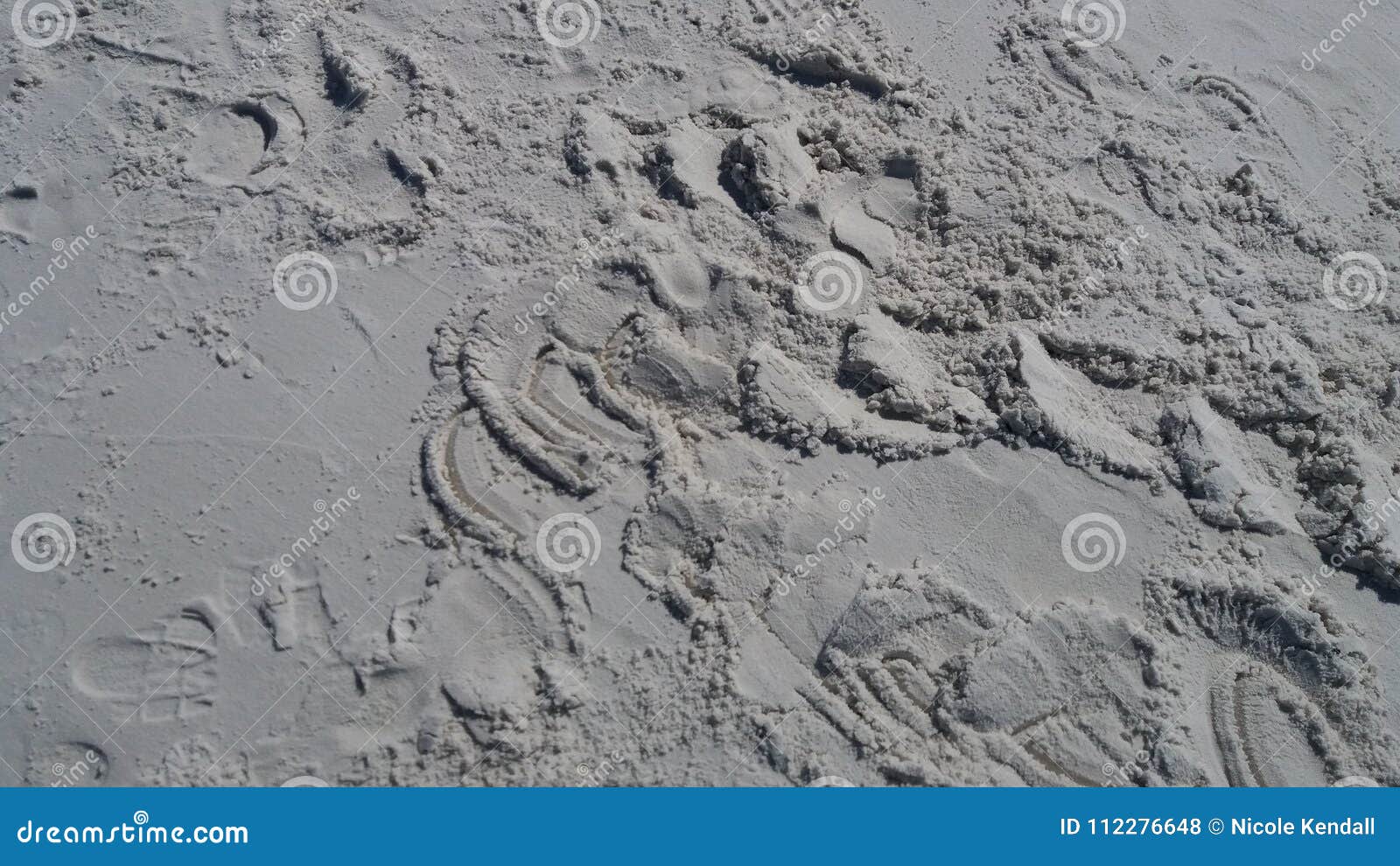 Turtle tracks stock photo. Image of beach, state, turtle - 112276648