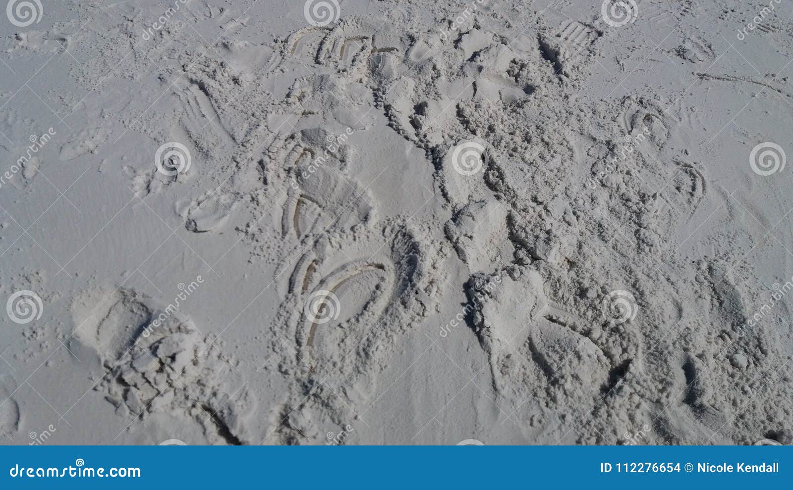 Snapping Turtle Tracks