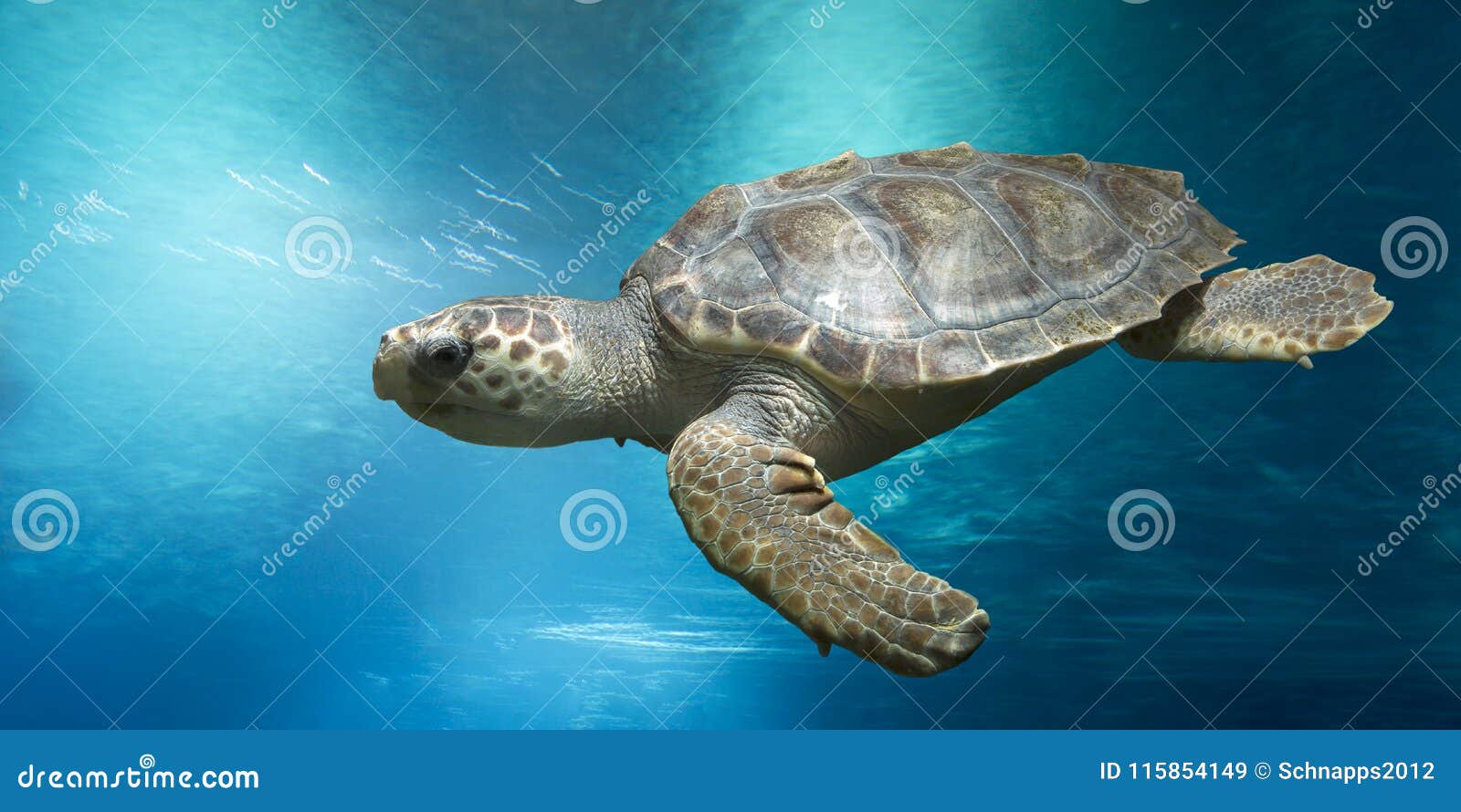 The Loggerhead Sea Turtle Also Known As Caretta Caretta Is Swimming ...
