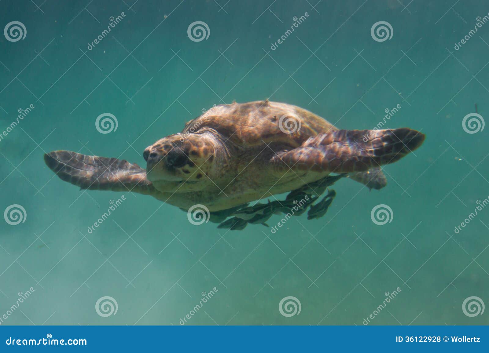 Loggerhead turtle stock photo. Image of america, belize - 36122928