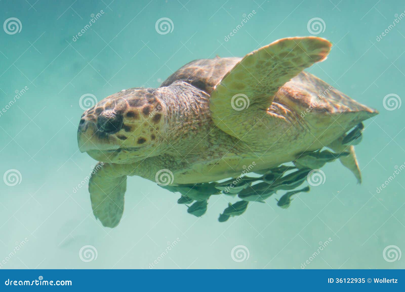 Loggerhead turtle stock image. Image of protected, bright - 36122935
