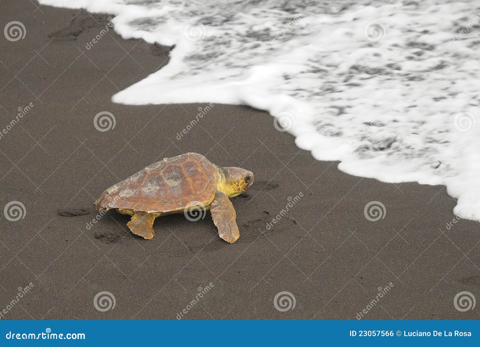 Loggerhead Turtles (Caretta Caretta) Stock Photo - Image of takeoff ...