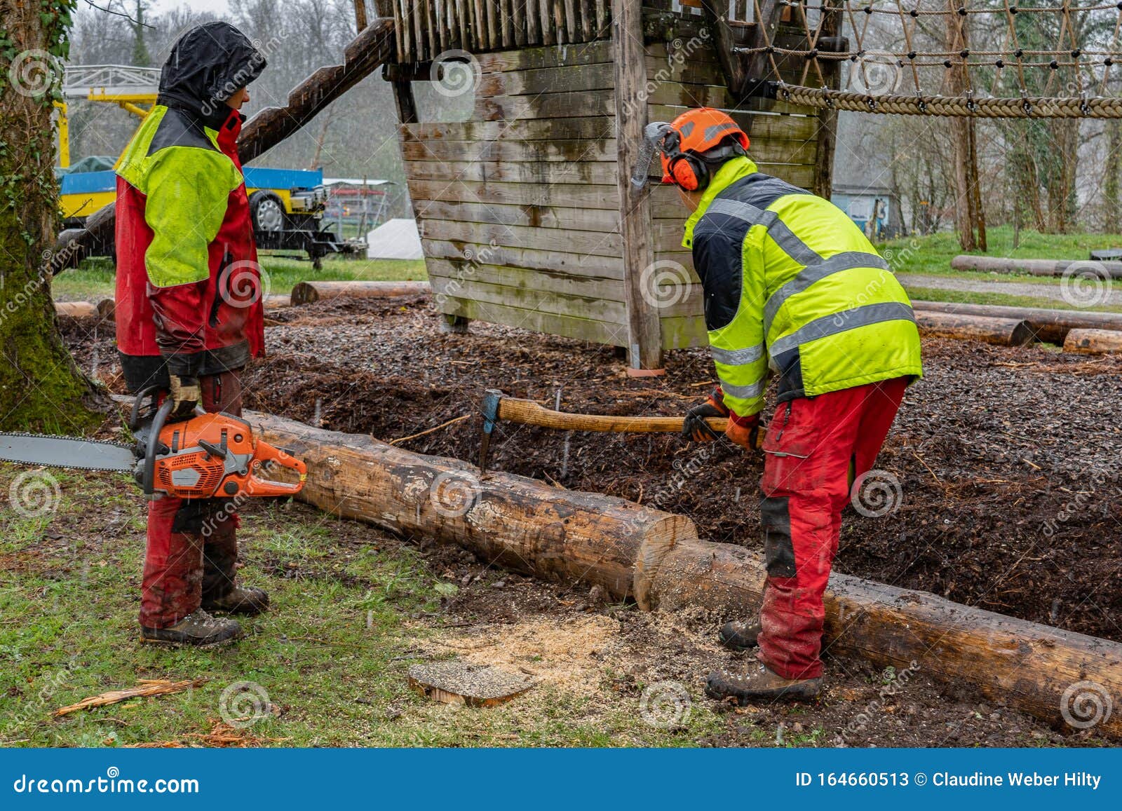 Loggers Cutting Tree Trunk with Chain Saws in Rainy Day Stock Image ...