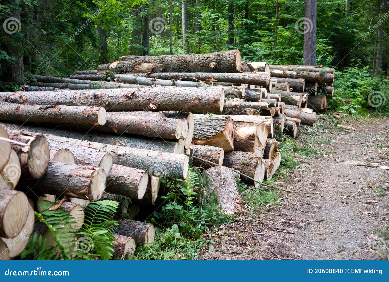 Logging stock photo. Image of sawn, stack, logs, chain - 20608840