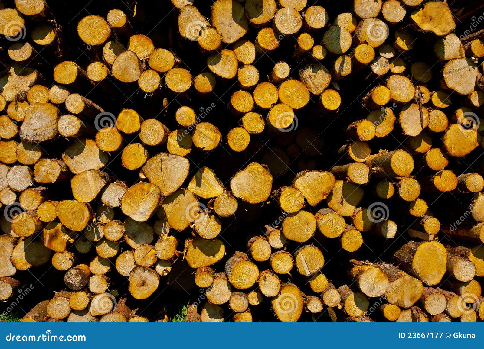 Logging stock image. Image of bavaria, ecosystem, forest - 23667177