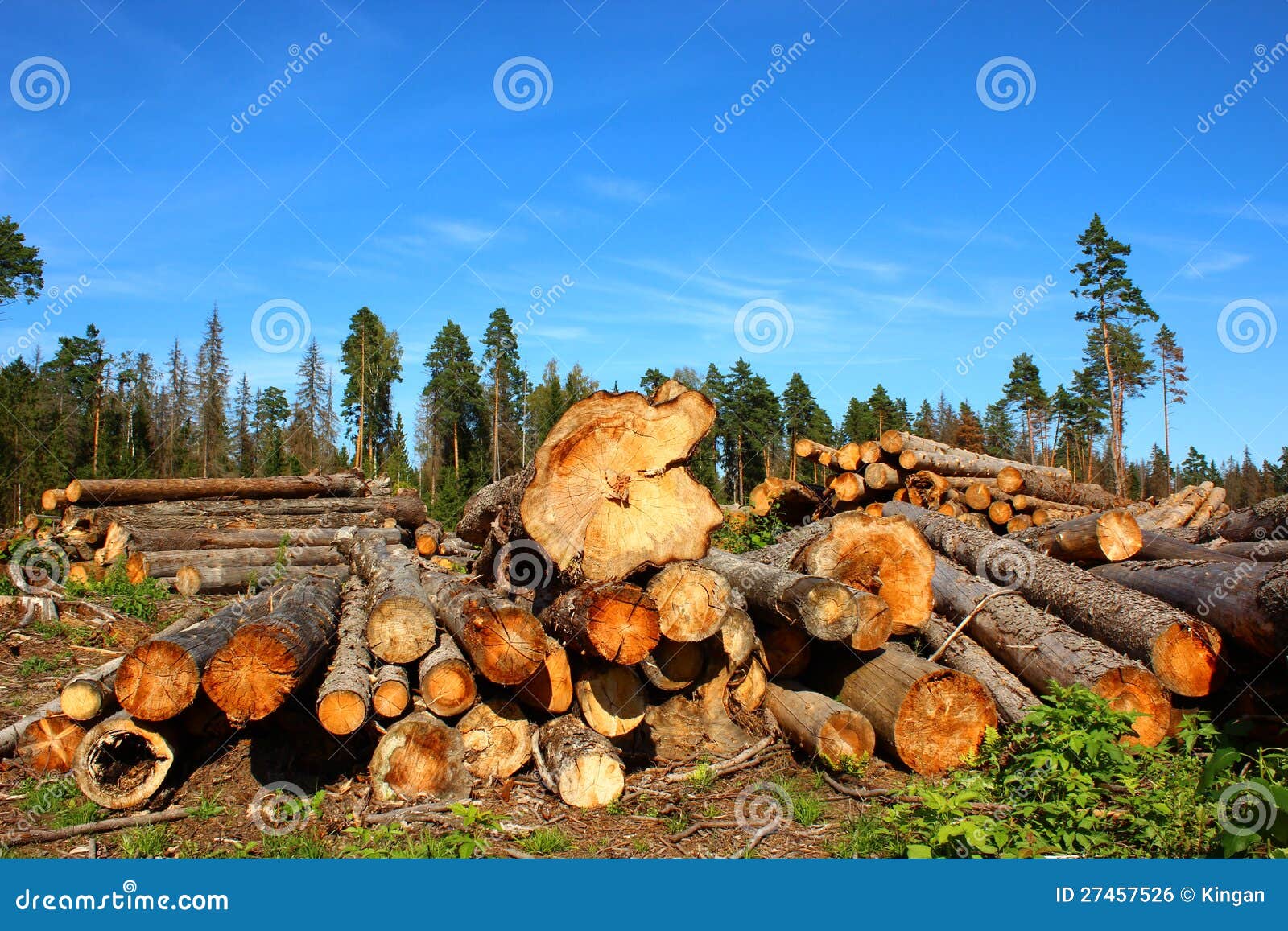 Logging stock photo. Image of sawmills, timber, pine - 27457526
