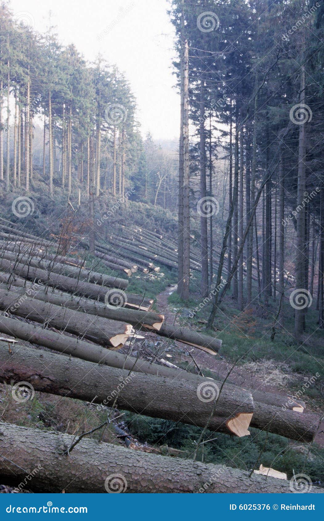 Logging stock photo. Image of plant, timber, harvest, environmental ...