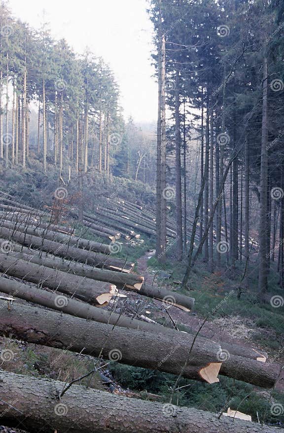 Logging stock photo. Image of plant, timber, harvest, environmental ...