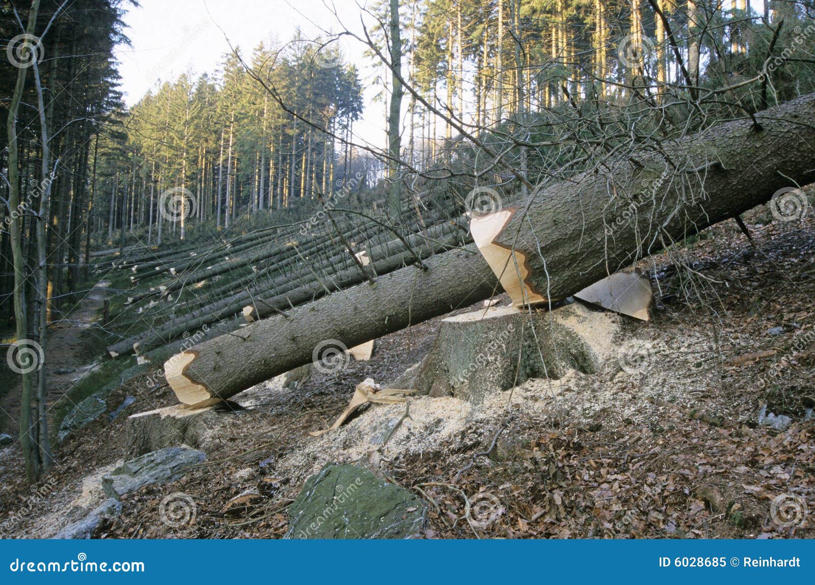 Logging stock image. Image of plant, harvesting, fallen - 6028685