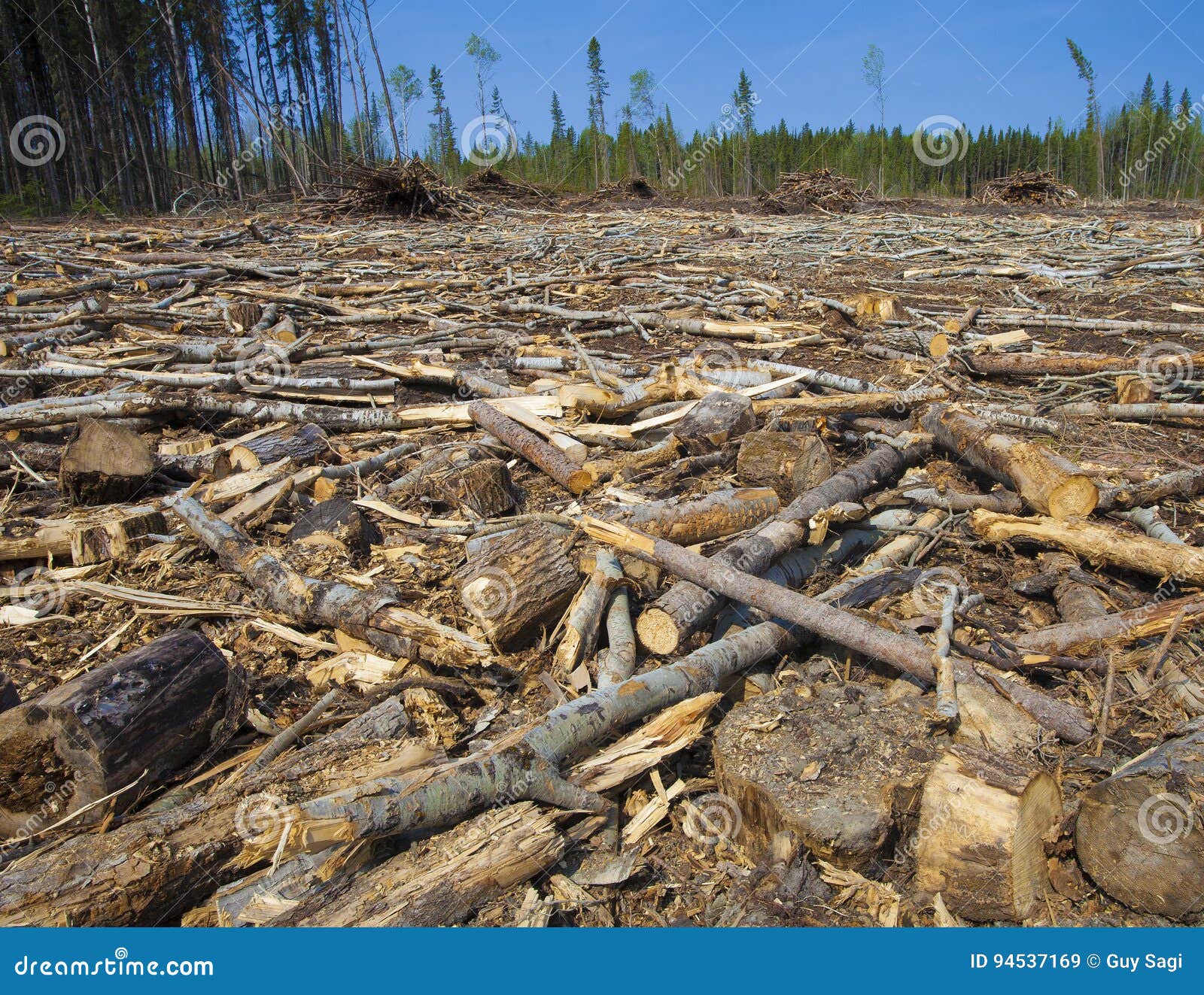 Logging Aftermath in Canada Stock Image - Image of wood, blue: 94537169