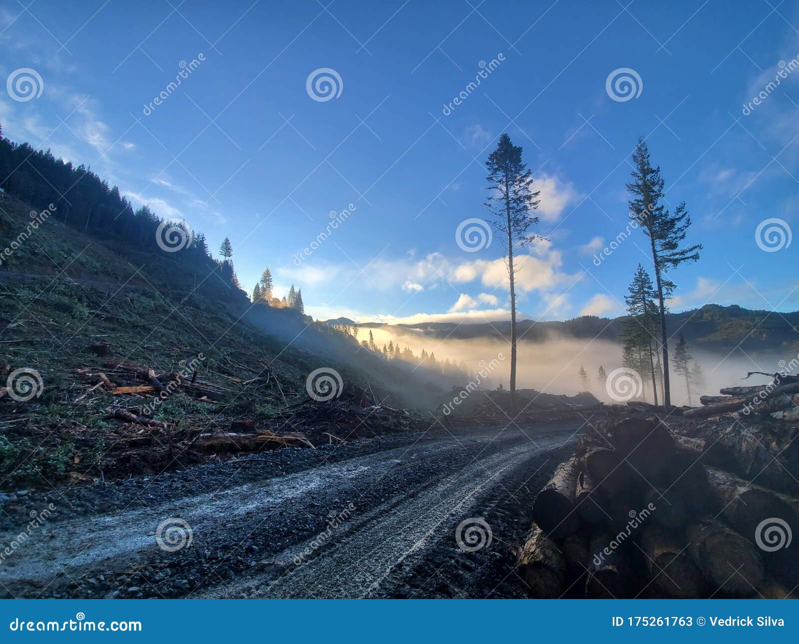 Logging America Great Outdoors Stock Image - Image of great, nature ...