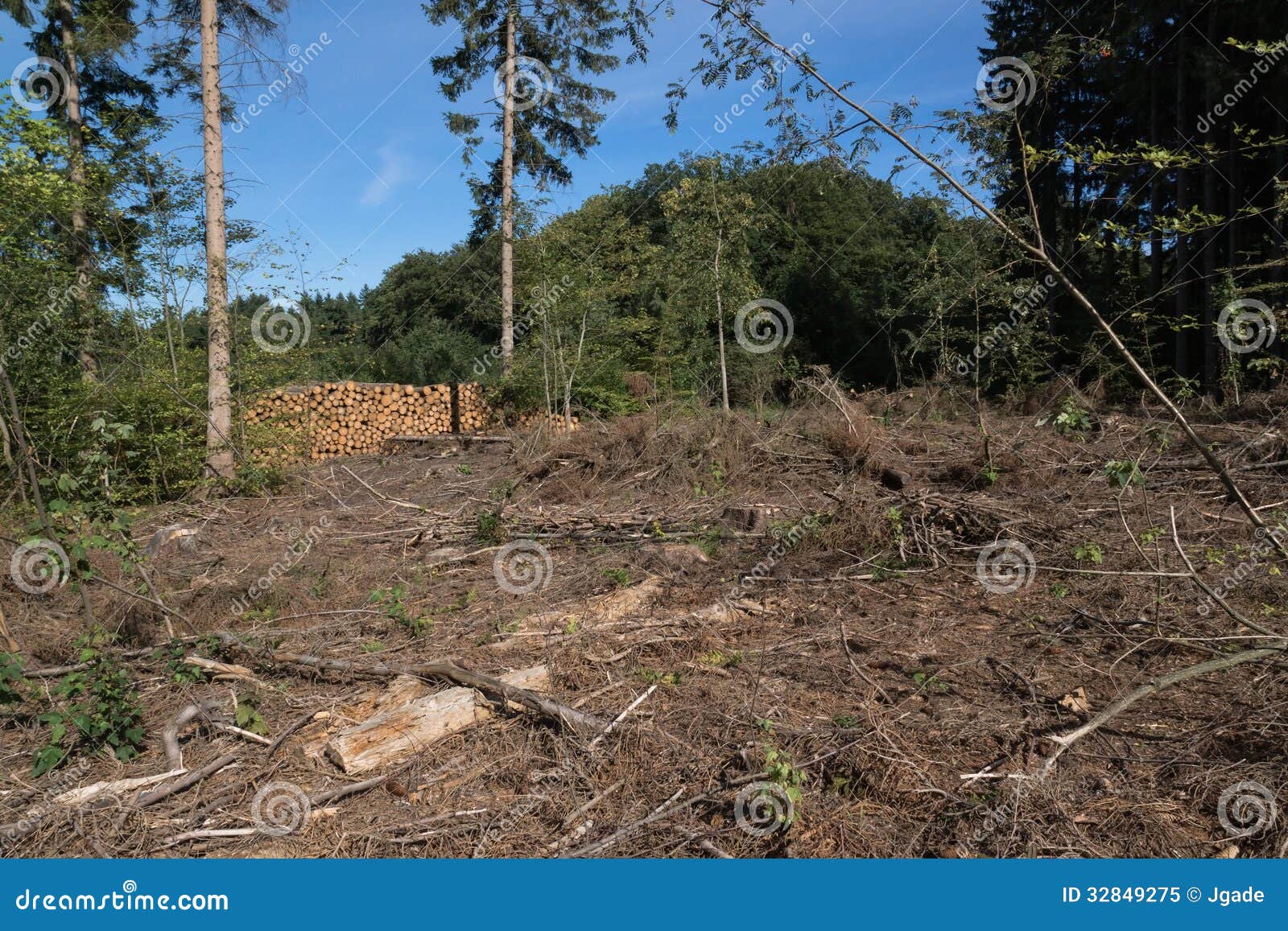 Logging area stock image. Image of woodland, logging - 32849275