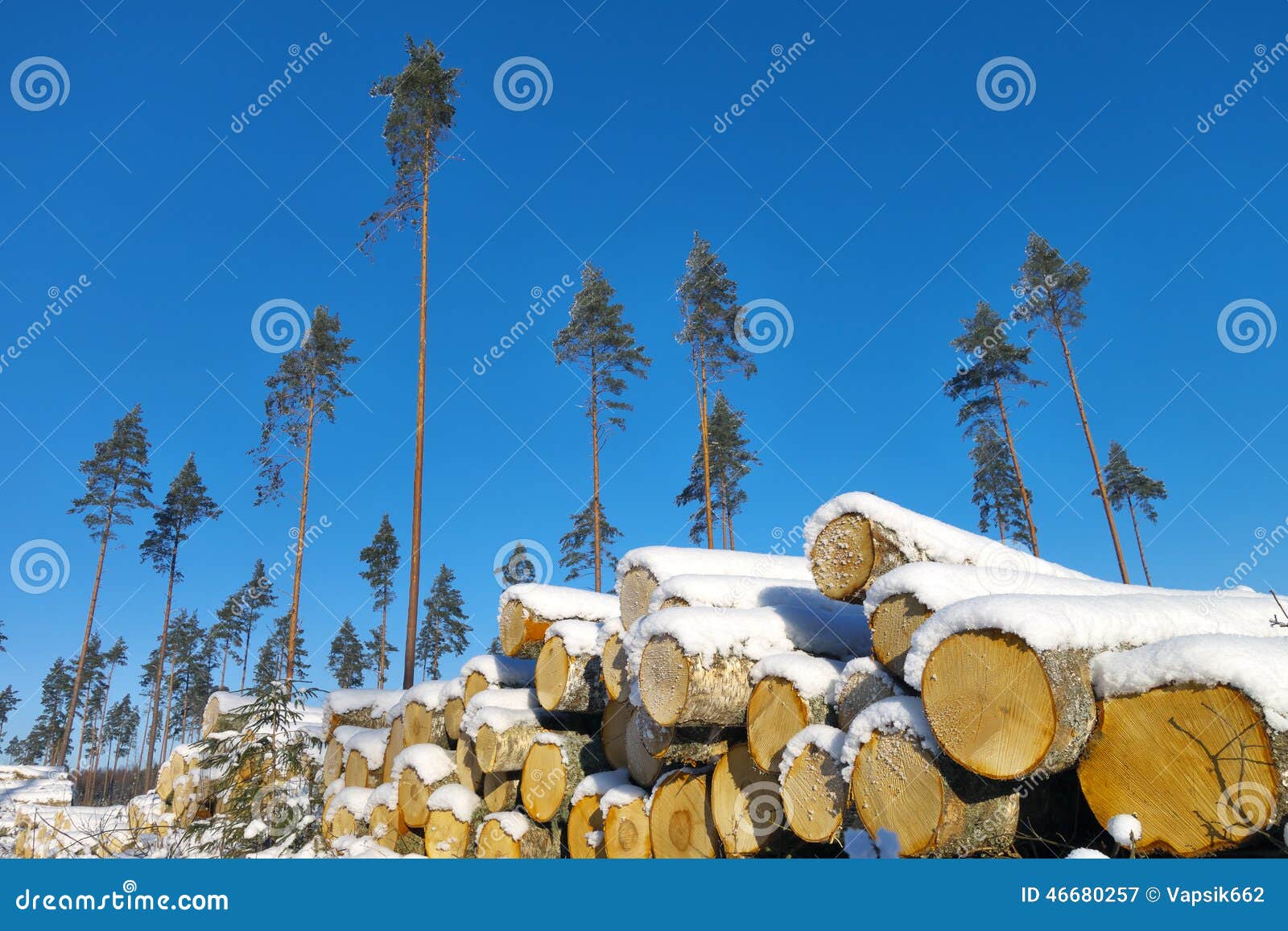 Logging area. stock image. Image of sunny, material, felling - 46680257