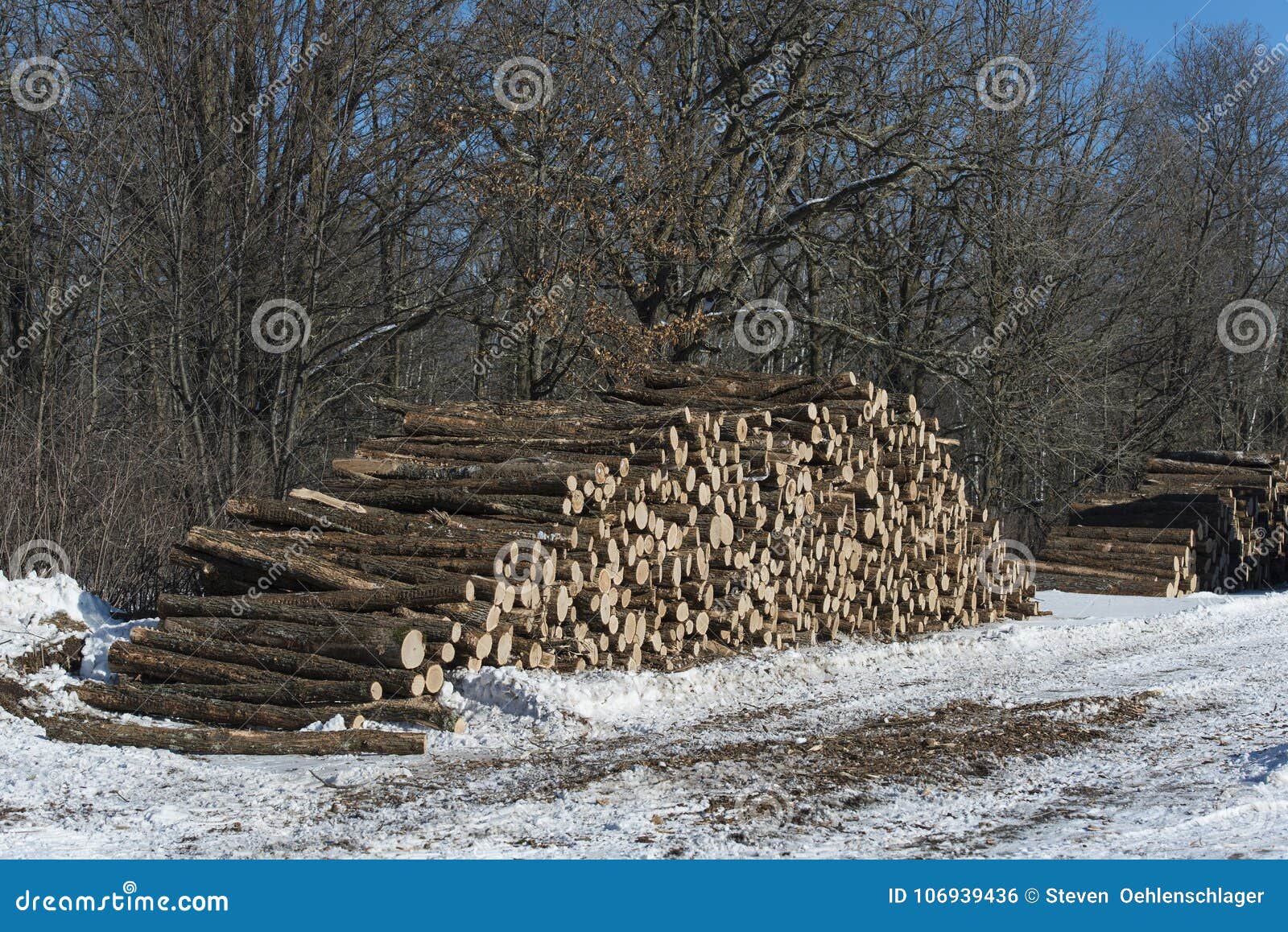 Logging in a Central Minnesota Forest Stock Photo - Image of cold ...