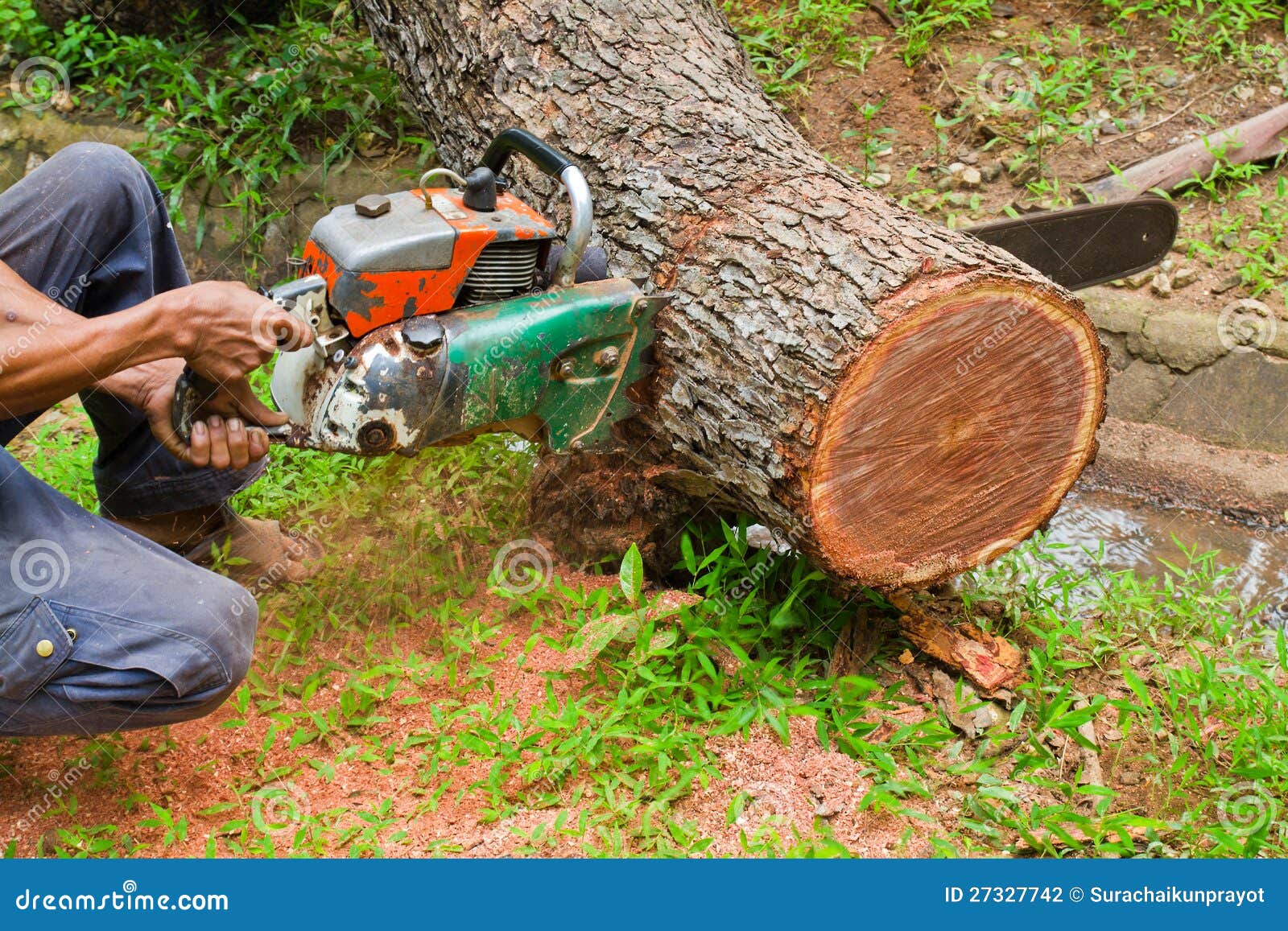 Logging with chain saw stock photo. Image of business - 27327742