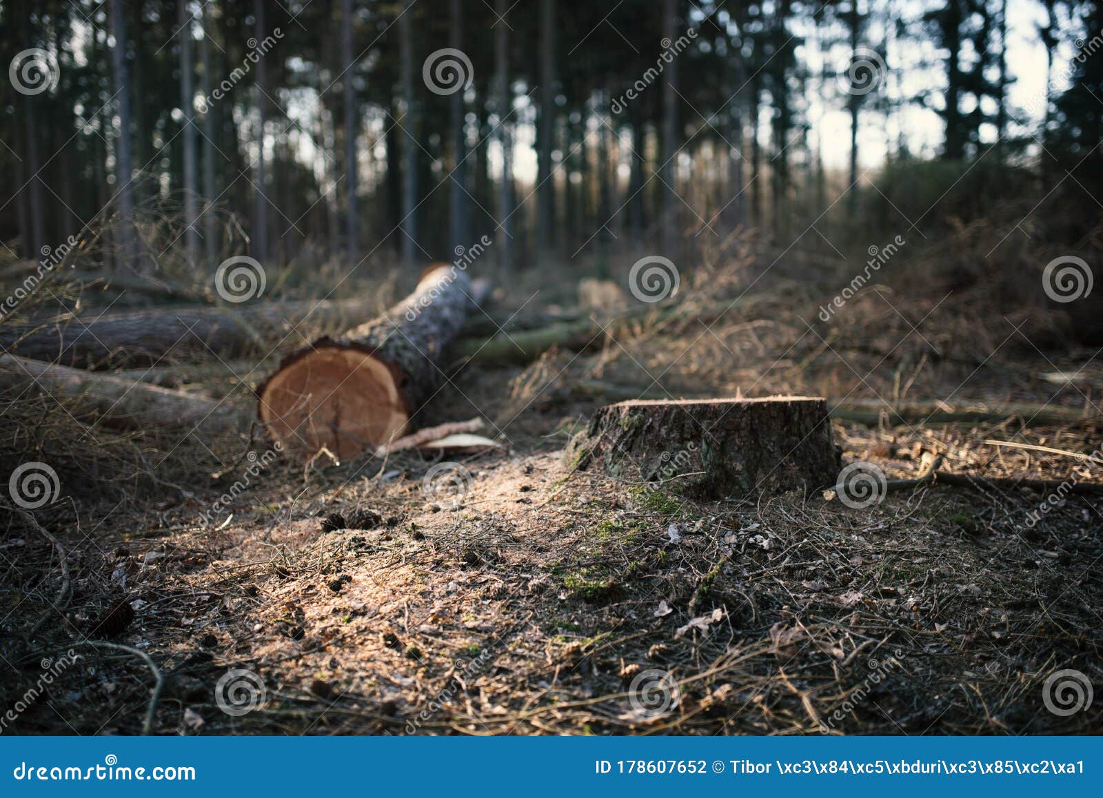 Logging in the Commercial Forest in Czech Republic. Log Trunks Pile of ...