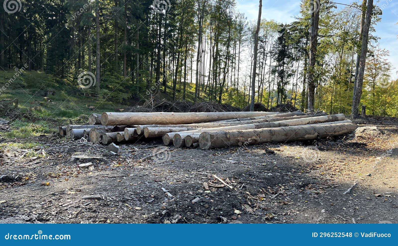 Logging, Cut Trees Stacked for Shipping Stock Photo - Image of firewood ...