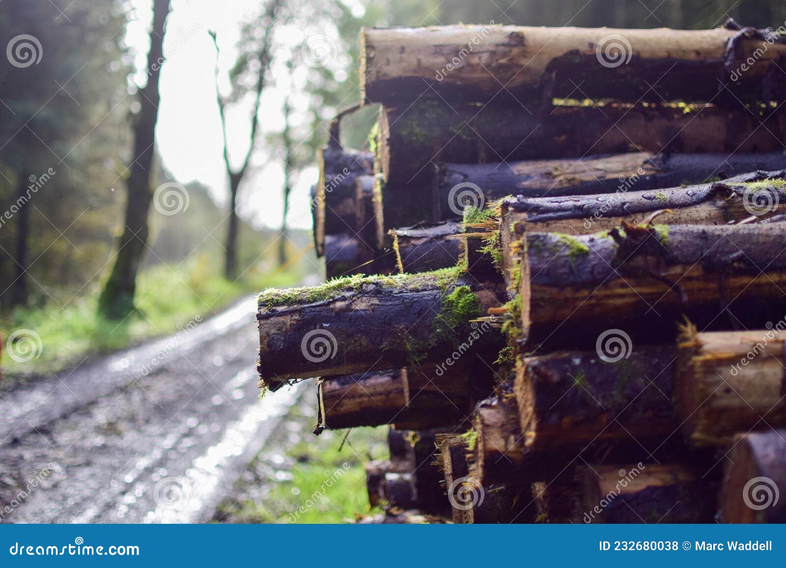 Logging in Damp Forest Walk Stock Photo - Image of forest, vehicle ...