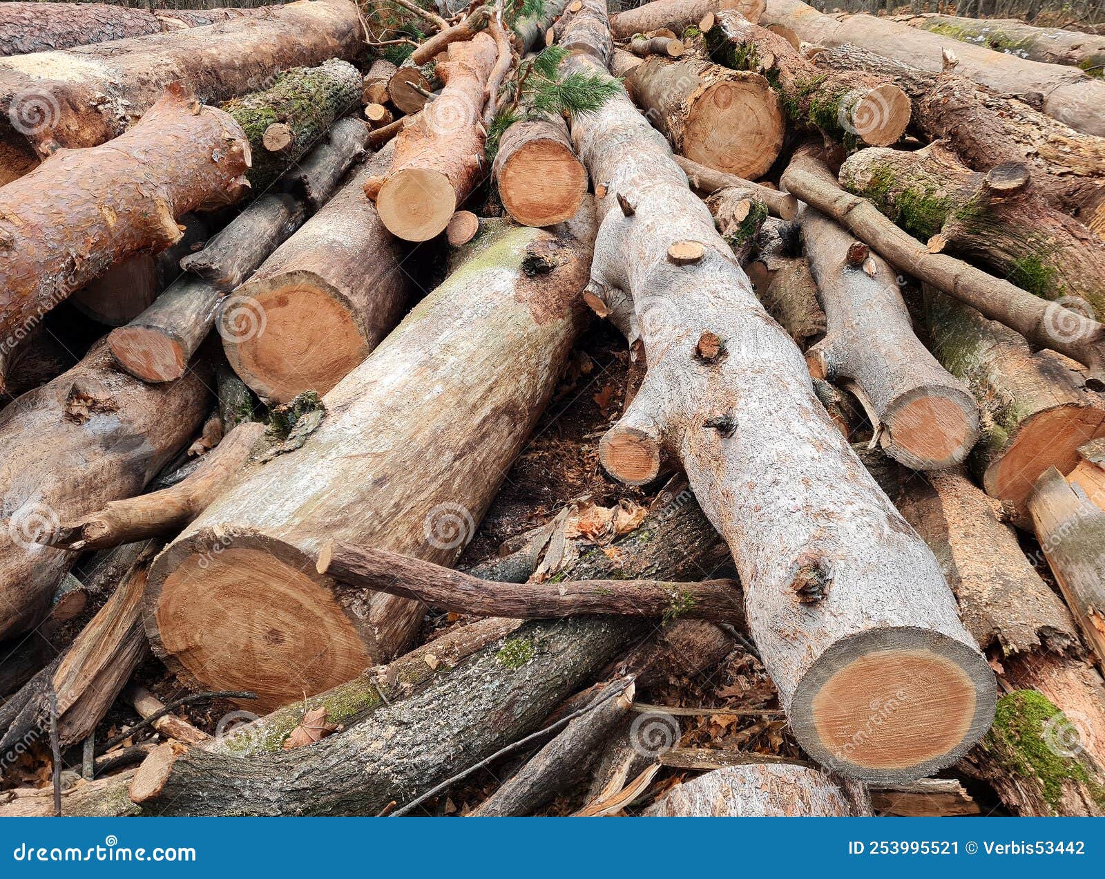 Logging in the Environment Logging of Felled Trees Stock Image - Image ...