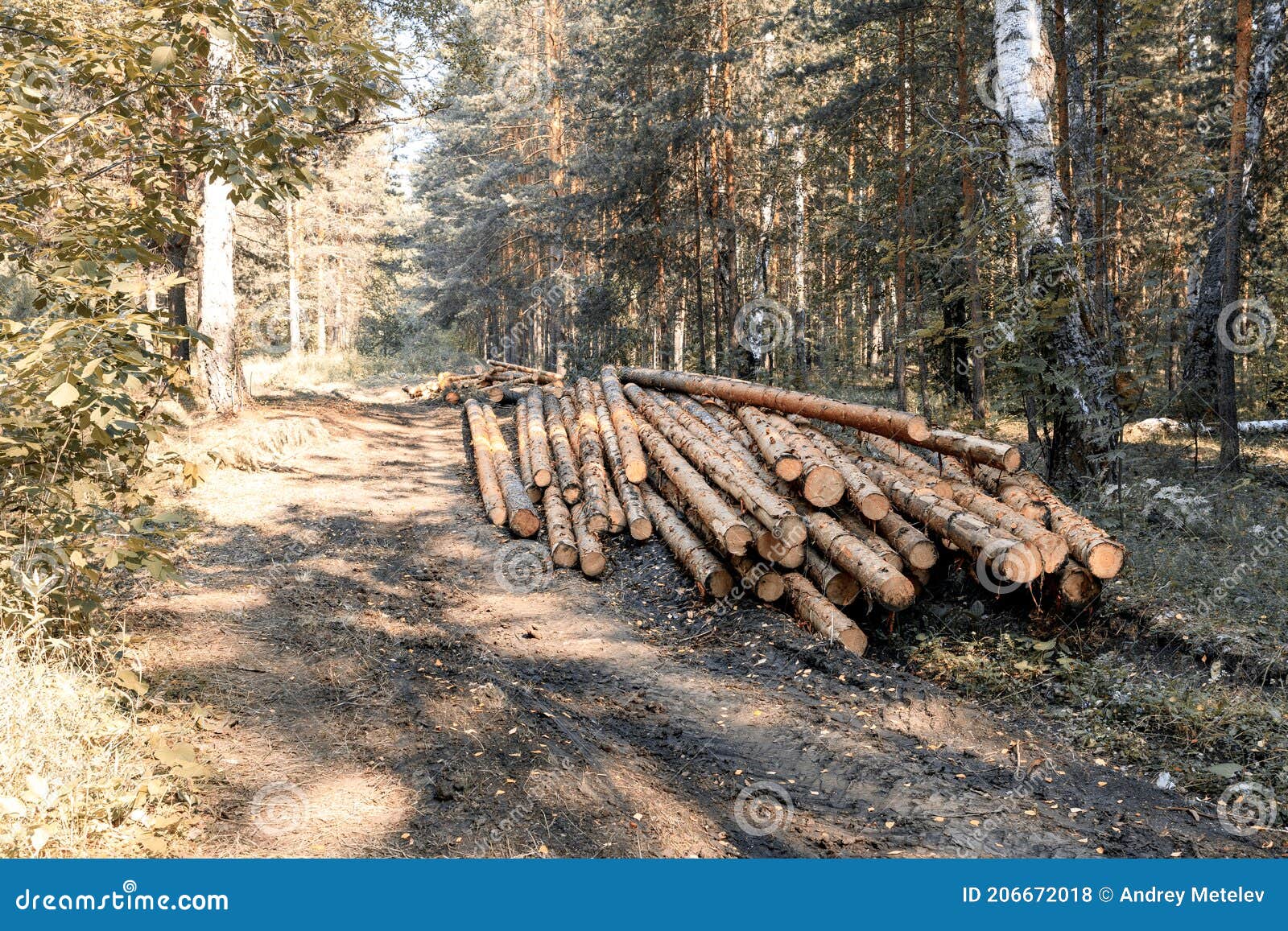 Logging, Felling, Upper Warehouse in the Forest Stock Photo - Image of ...