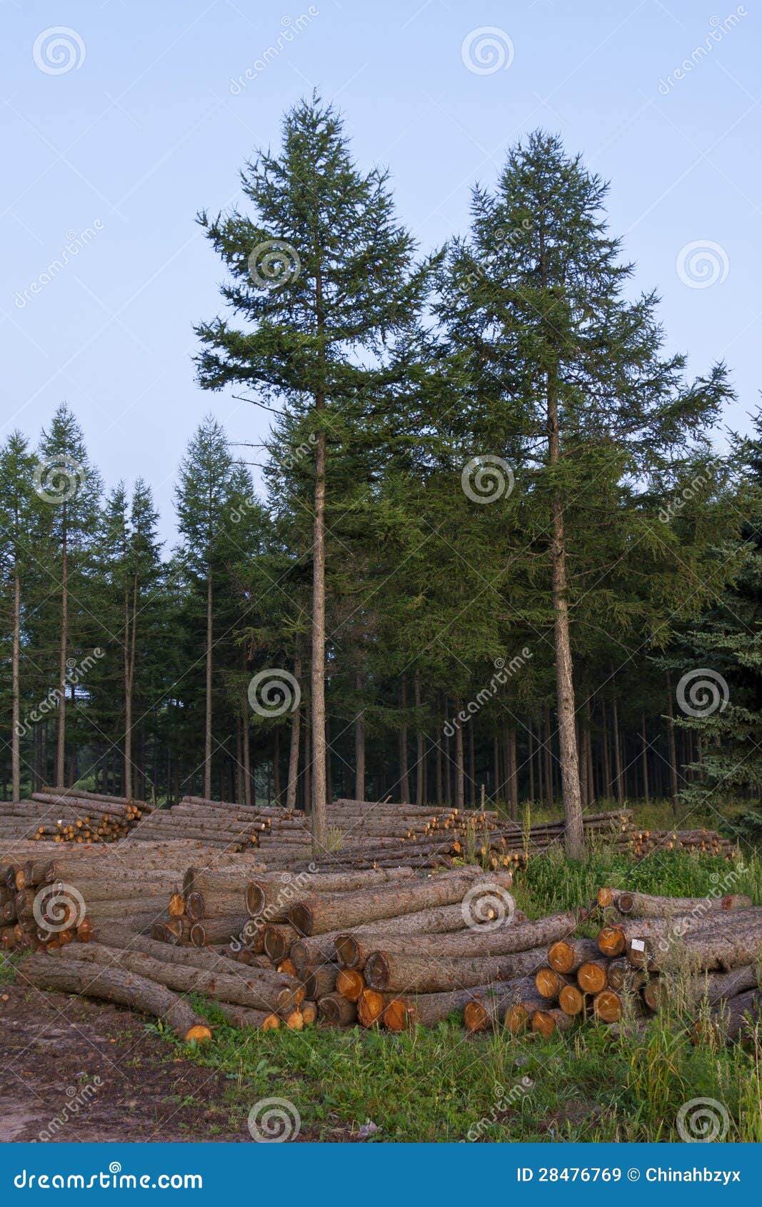 Logging Field, at the Edge of the Forest Stock Image - Image of growth ...