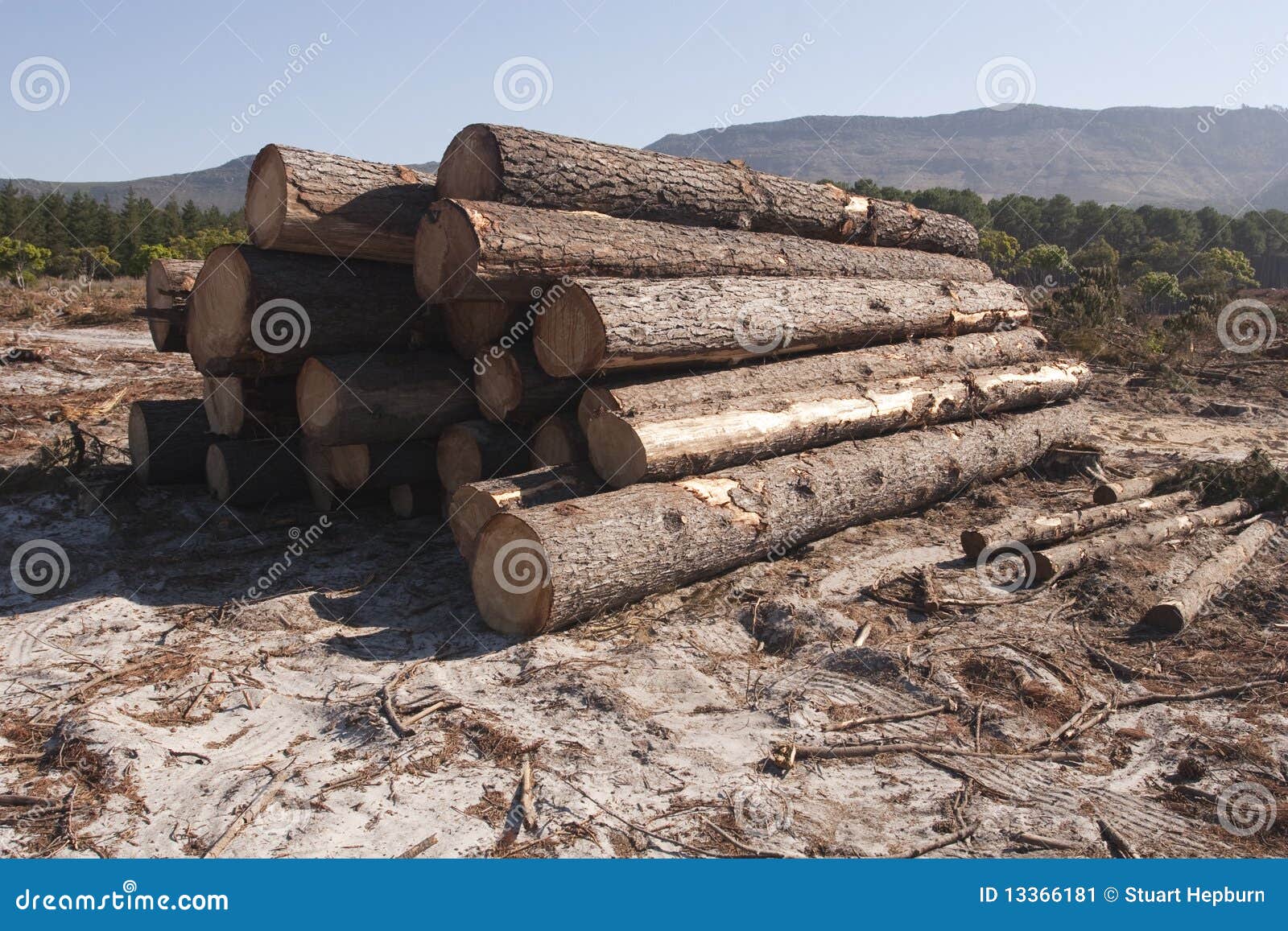 Logging in a forest stock image. Image of smile, black - 13366181