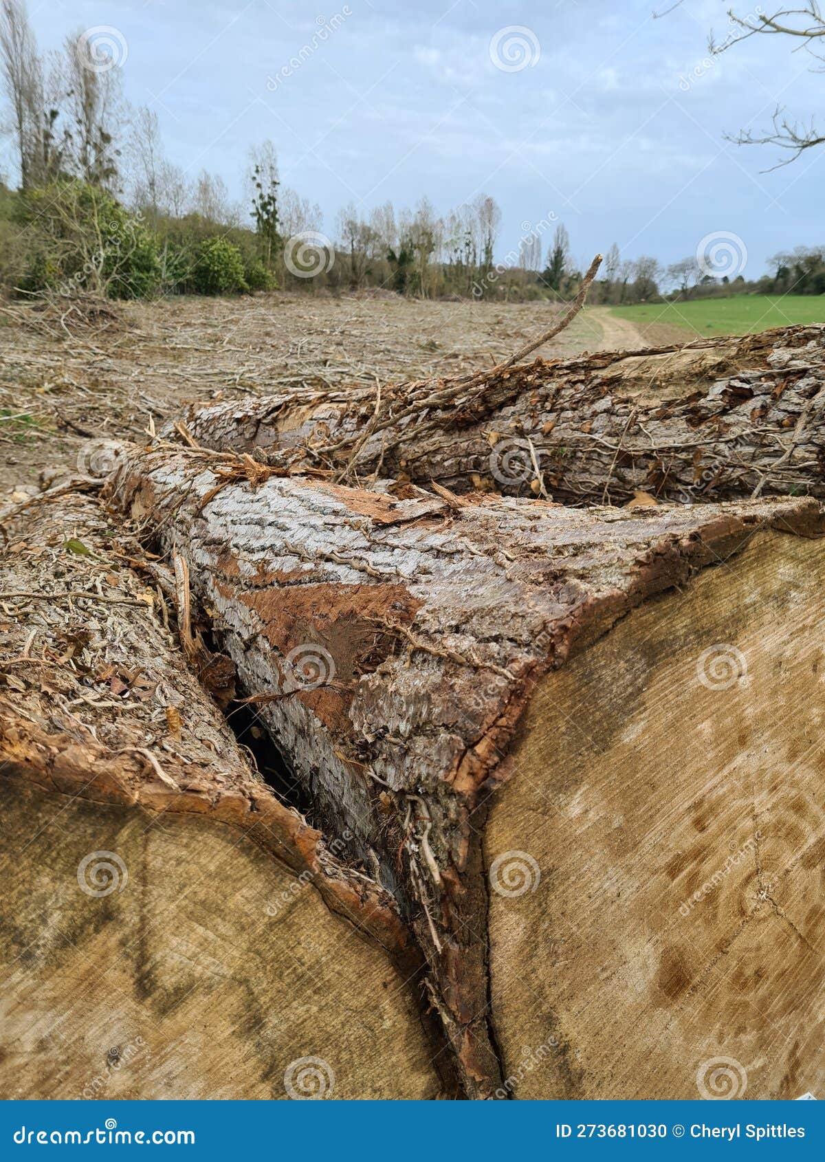 Logging and Forest Destruction Environmental Devastation Stock Photo ...