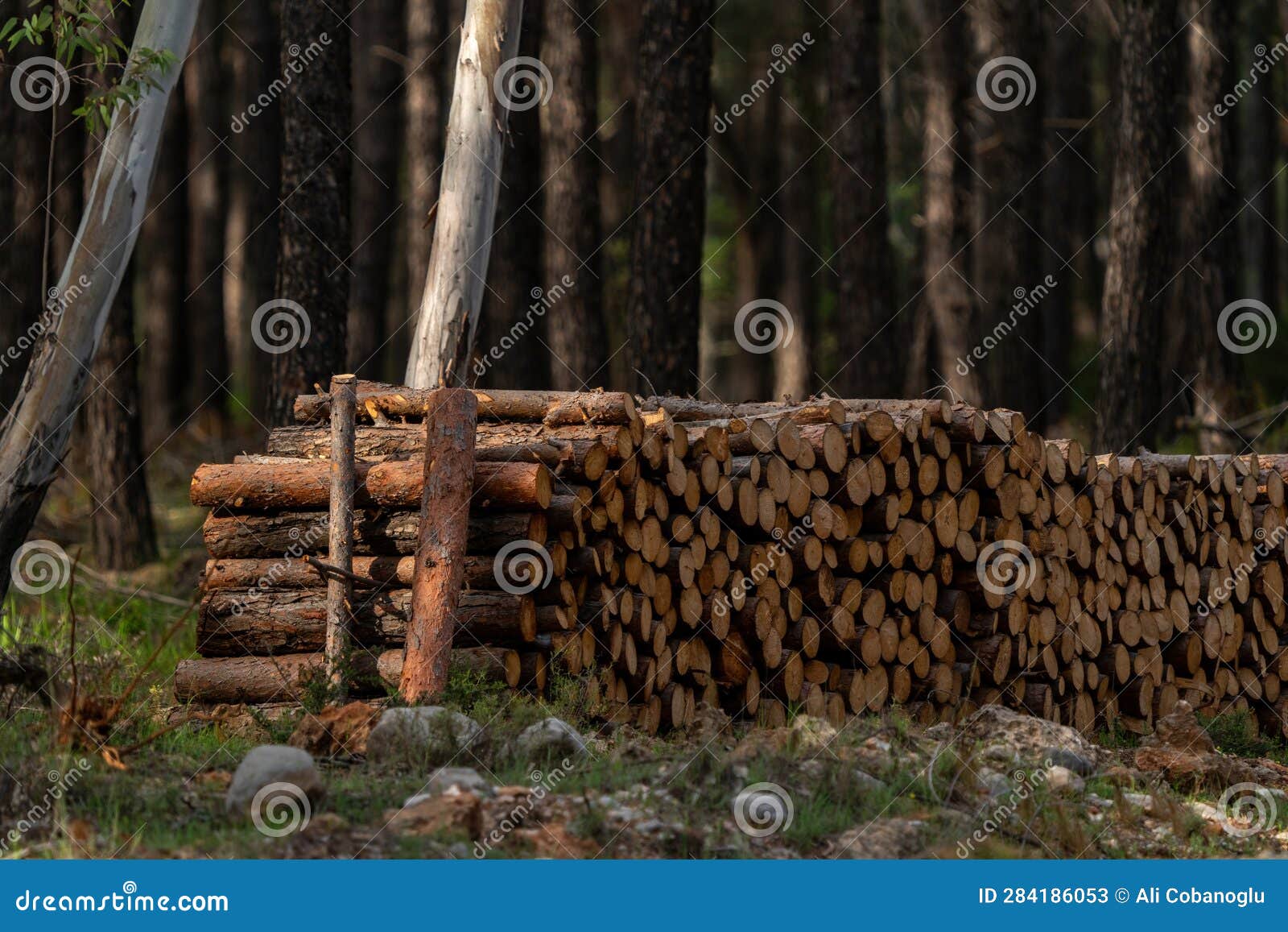 Logging in the Forest. Forest Thinning Stock Image - Image of forest ...