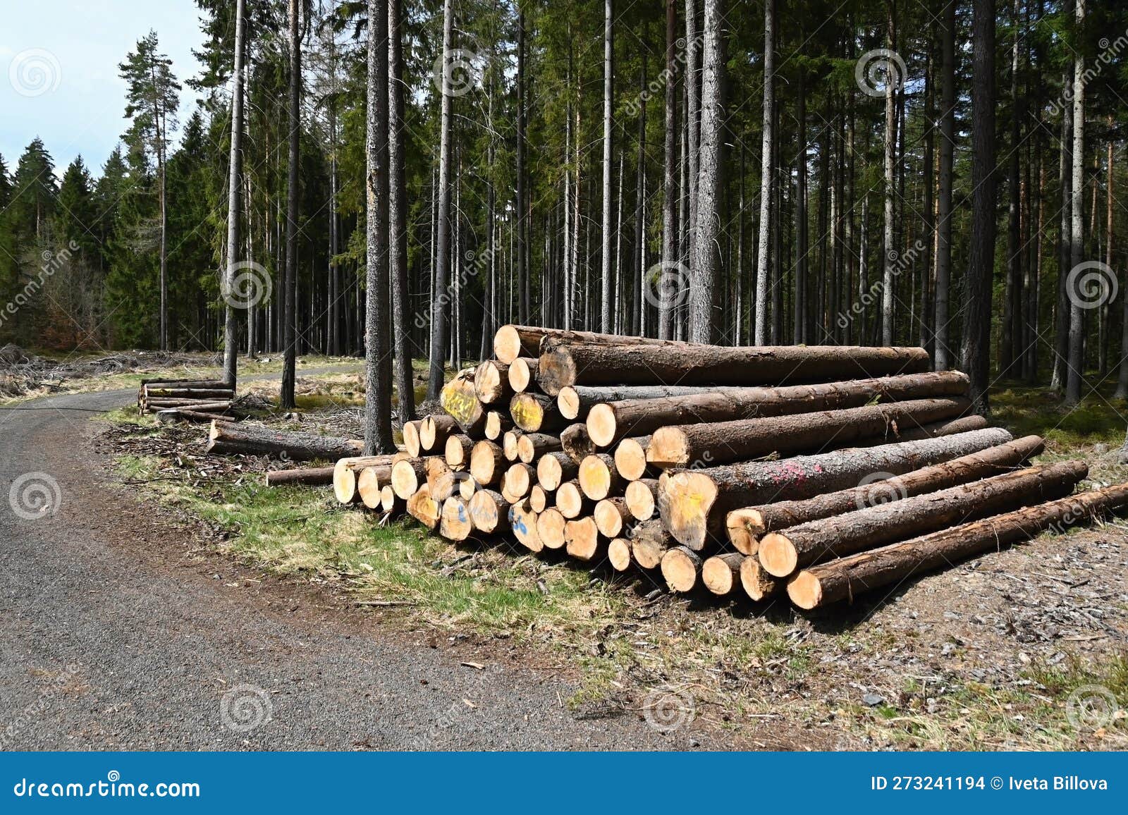 Logging in the Forest, Logging and Production of Raw Wood Stock Photo ...