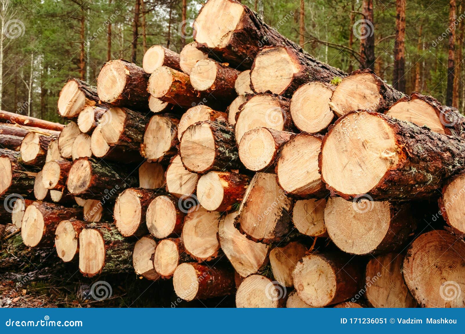 Logging in the forest stock image. Image of natural - 171236051