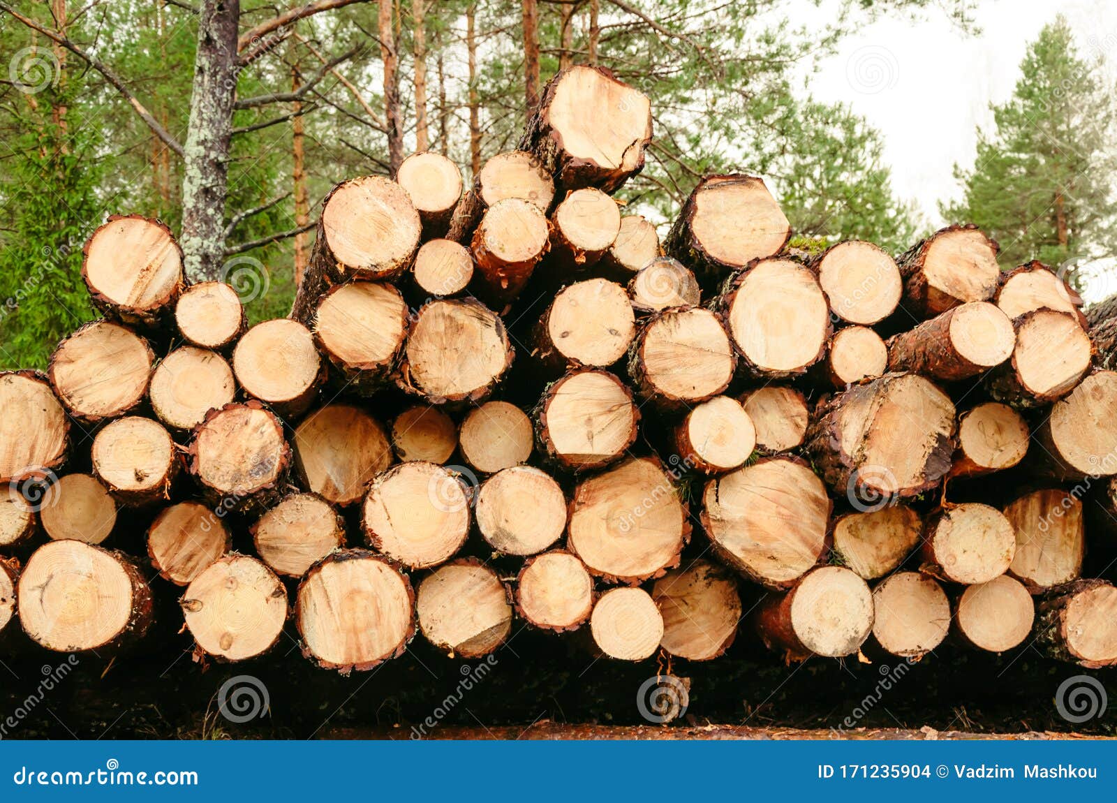 Logging in the forest stock photo. Image of natural - 171235904