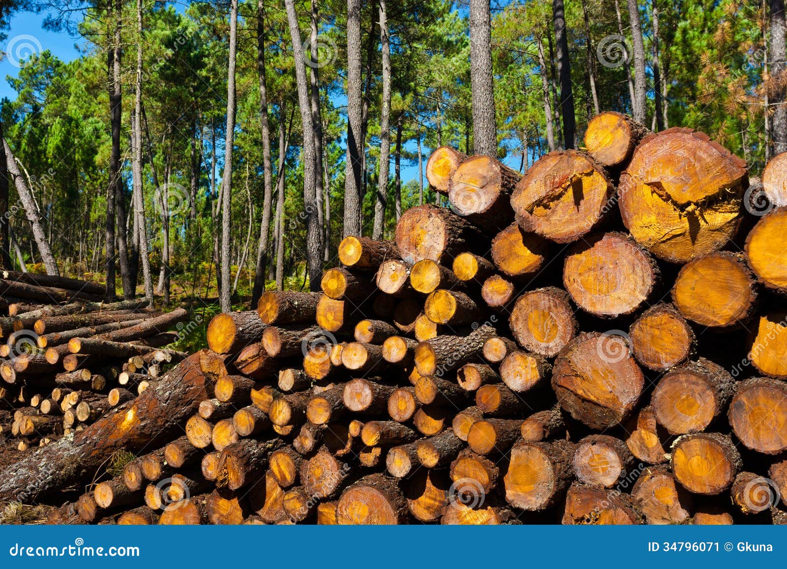Logging stock image. Image of green, dust, beam, industry - 34796071