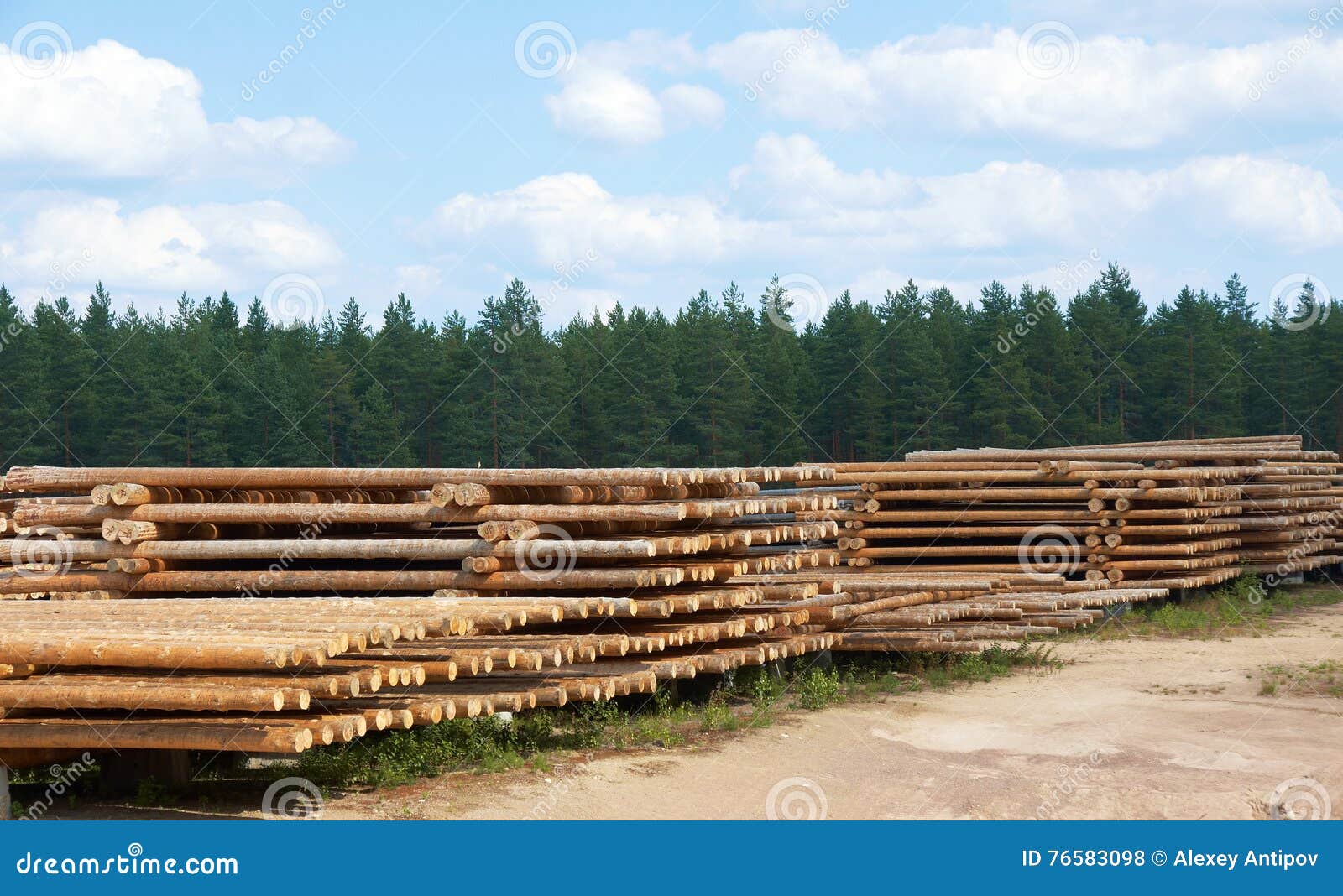 Logging in forest stock photo. Image of texture, biomass - 76583098