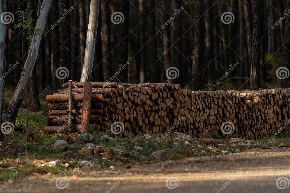 Logging in the Forest. Forest Thinning Stock Image - Image of ...