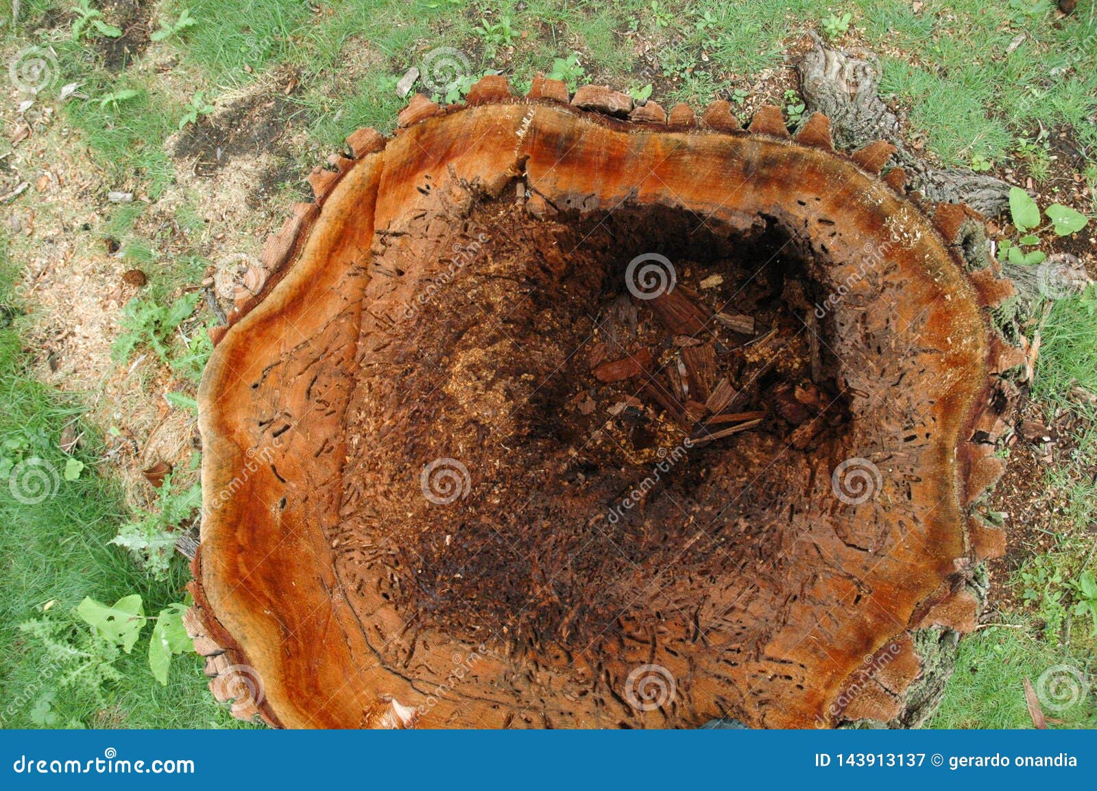 Logging of forest trees stock image. Image of lumber - 143913137
