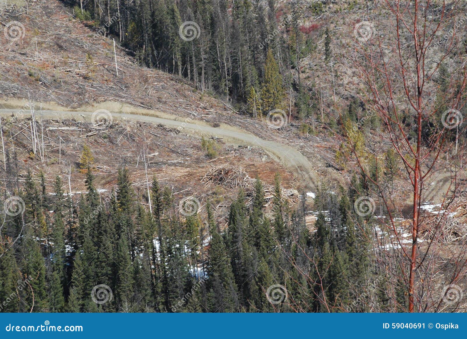 Logging on Highway 24 BC stock image. Image of travel - 59040691