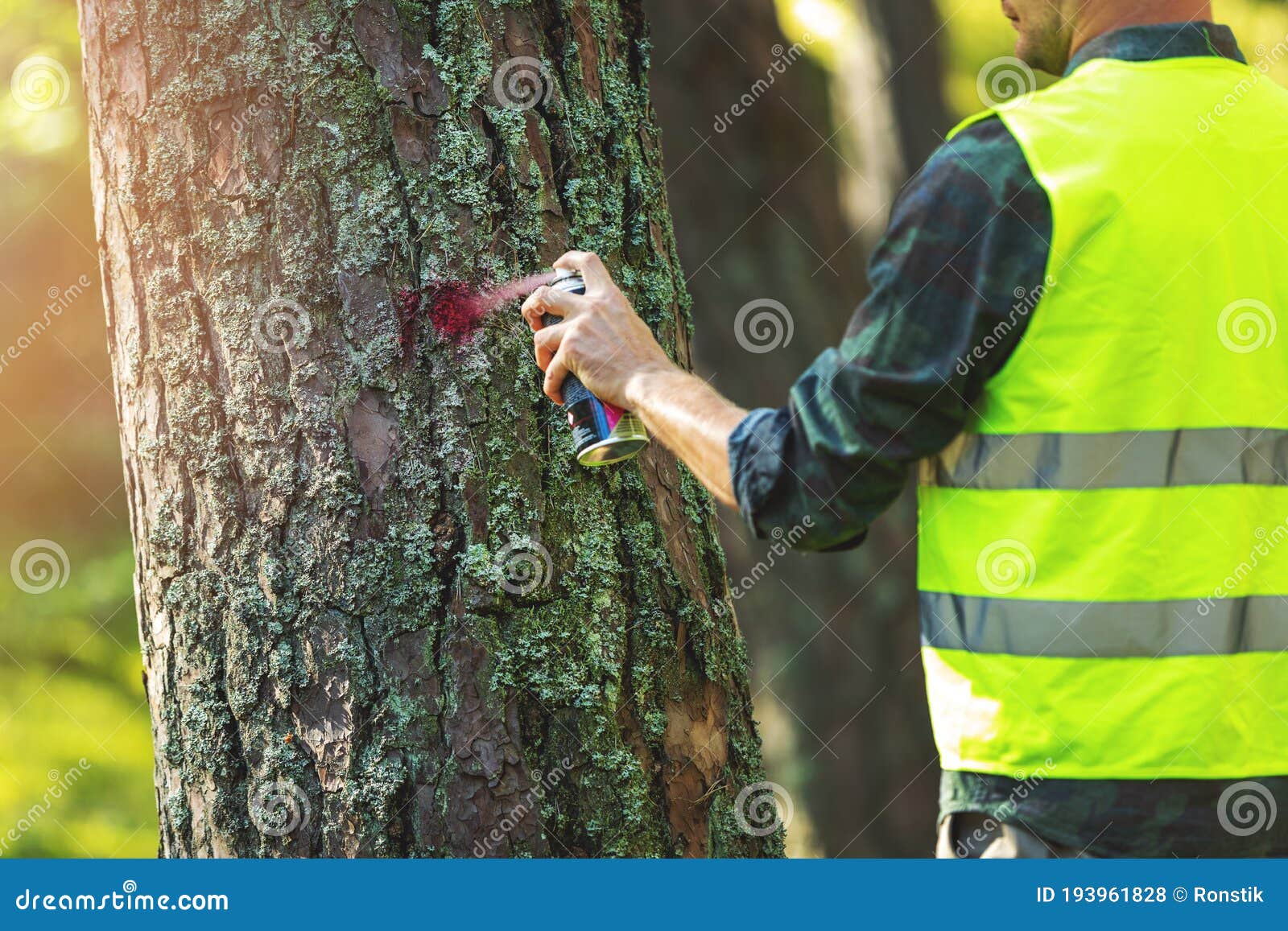 Marking On A Tree With White And Yellow Paint Of A Local Short Distance ...